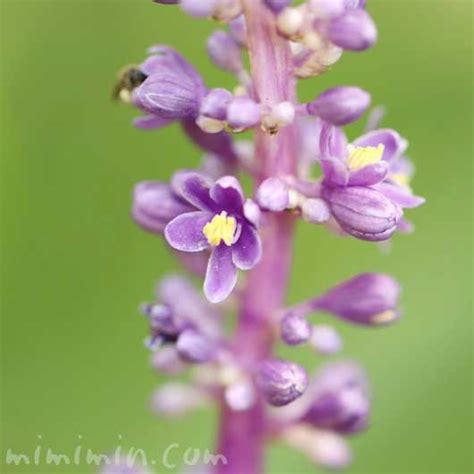 ヤブランの花の写真花言葉名前の由来誕生花 みみみんブログ
