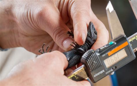 Island Lizards Shift To Evolutionary Fast Track After Invasive Goats And Rats Are Eradicated