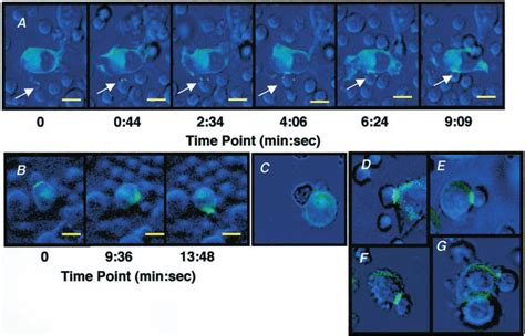 The Formation Of The Immunological Synapse Is A Complex Dynamic Download Scientific Diagram