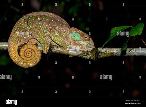 Blaubeiniges Chamäleon Blue Legged Chameleon Calumma Crypticim