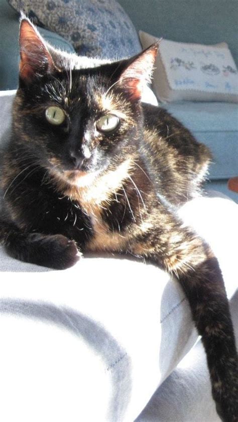 Pin By Arlyle Waring On Tortoise Shell Cat Tortoiseshell Cat