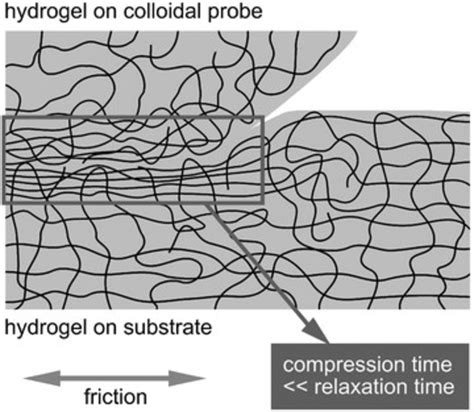 Schematic Depiction Of The Dynamic Compression Of Surface Attached Download Scientific Diagram