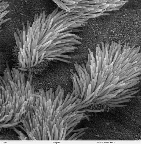 Cilium Wikipedia