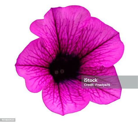 흰색에 핑크 꽃 피튜니아 고립 클리핑 경로와 배경 그림자 근접 촬영입니다 디자인 질감 테두리 프레임 배경에 대 한 자연입니다 Nn 꽃 식물에 대한 스톡 사진 및 기타 이미지