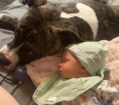 B G I Th Ng Tu I B Ch Pitbull T N C Ng N Ch T