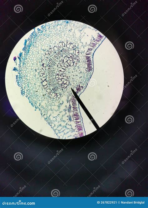 Transverse Section Of An Allamanda Leaf Stock Image Image Of Compound Transverse 267822921