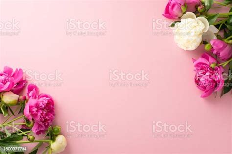 모란 꽃 개념입니다 밝은 분홍색과 흰색 모란 꽃과 새싹이 있는 빈 공간의 평면도 사진 복사 공간이 있는 격리된 파스텔 핑크 배경 0명에 대한 스톡 사진 및 기타 이미지