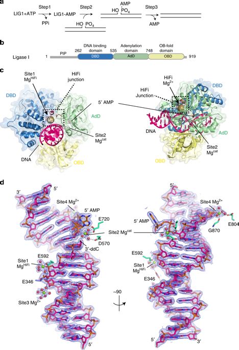 高保真 Dna 连接的两层实施。 Nature Communications X Mol