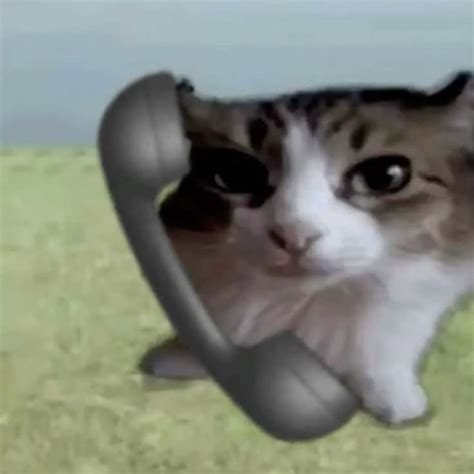 Cat On Phone Meme Cat Meme Images Ltax