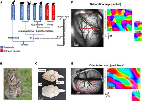 Orientation Maps Of Wallaby Visual Cortex A A Simplified Mammalian