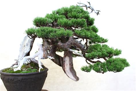 Care Guide For Pine Bonsai Species Pinus Bonsai Empire