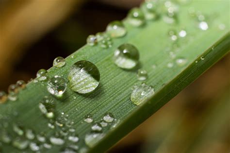 푸른 잔디에 물이 떨어집니다 아침 이슬 관수 식물 비가 내린 후 나뭇잎에 수분 방울이 떨어집니다 생태 테마에 아름 다운 녹색 배경 0명에 대한 스톡 사진 및 기타 이미지