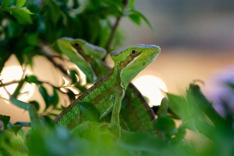 Archaea Or Archaeas What Are Examples And Difference With Bacteria