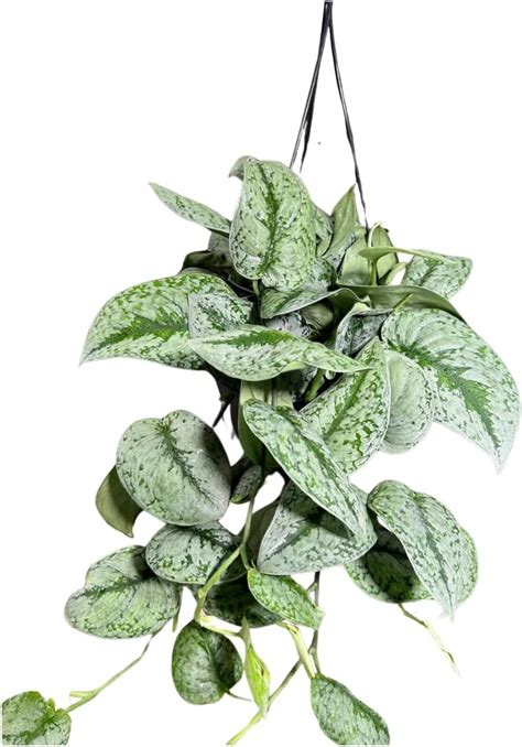 Scindapsus Pictus Exotica In A 8 Inch Hanging Basket Live