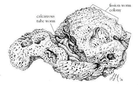 Pacific Fission Worms Oregon Sea Grant Oregon State University