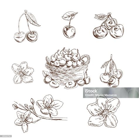 체리 벡터 빈티지 드로잉 세트 흰색 배경에 고립 된 손으로 그린 열매 바구니 가지 및 체리 꽃 레이블 포스터 인쇄 패턴에 대한 일러스트레이션 0명에 대한 스톡 벡터 아트 및