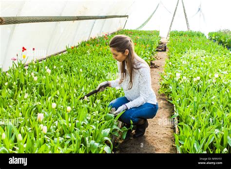 Rose Seeds Planting Hi Res Stock Photography And Images Alamy
