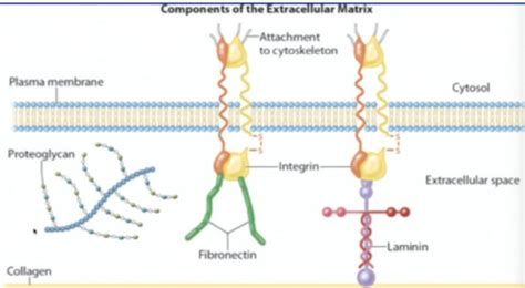 Basic Tissues Notes Flashcards Quizlet