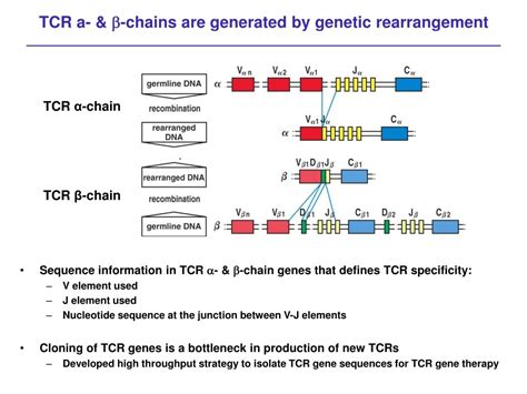 PPT Developing TCR Gene Therapy For Multiple Myeloma PowerPoint Presentation ID