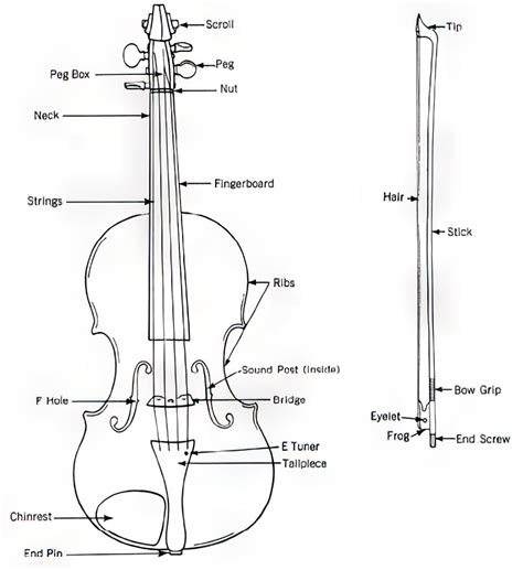 Violin Parts Diagram Strings Violin Viola Cello Department Of