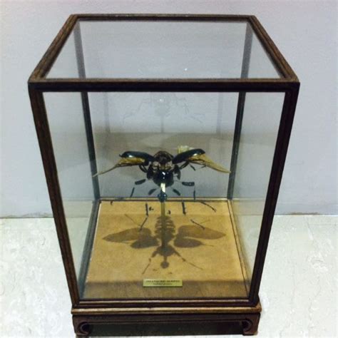 Funny Museum Exploded Beetle Specimen Hobbies And Toys Memorabilia And Collectibles Religious Funny Museum Exploded Beetle Specimen Hobbies And Toys Memorabilia And Collectibles Religious