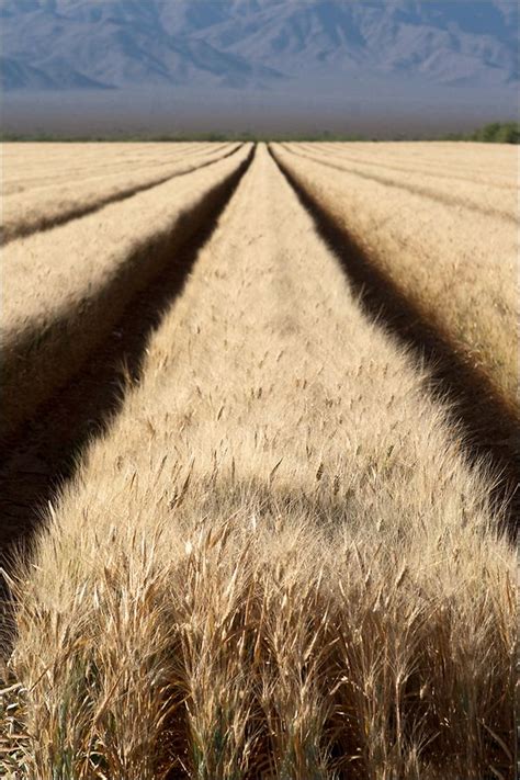 29 Best Wheat Fields Images On Pinterest Wheat Fields Agriculture And Res Life