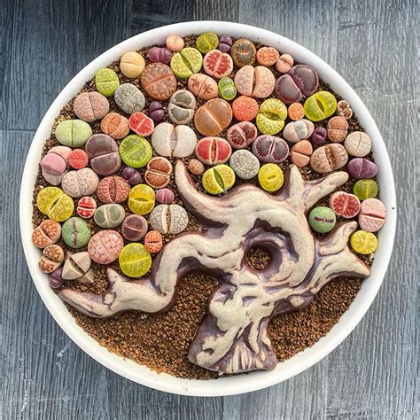 Lithops And Conophytum 💚 ลงสินค้าใหม่ๆ ทุกวัน จ พ ศ และ อา 💚 Shopee Thailand