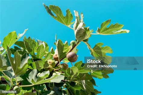 푸른 하늘 배경에 고립 된 무화과 나무 가지에 무화과 선조 캐리카 일반적인 무화과 이국적인 과일의 수확 근접 촬영 0명에 대한 스톡 사진 및 기타 이미지 Istock