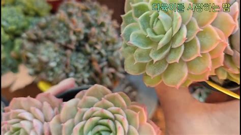 프리티에서온 아이들 언박싱해요 ~~다육이 Youtube