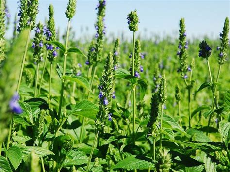 9 Ways To Simply Use Chia An Easy Superfood To Grow At Home Our