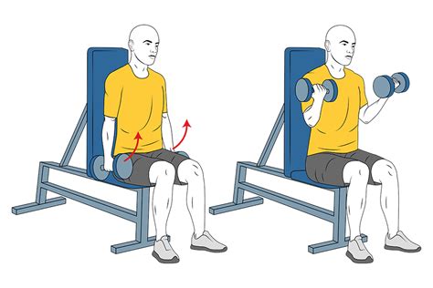 Curl De Biceps Con Mancuernas Sentado Con Giro Ejercicio