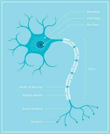 Différence entre les neurones et le nerf Diffexpert