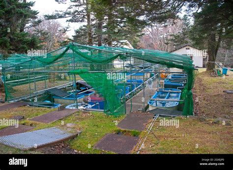 Recirculating Aquaculture System For Rearing Trout Nikko Laboratory