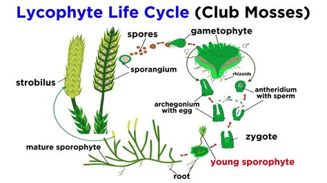 Clubmoss Lycopodium Structure Life Cycle Carlson