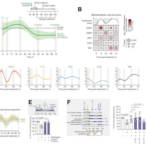 E2 Mediated Antiviral Effect Is Type I Interferon Dependent And Not