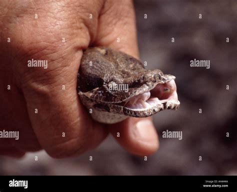 Python Teeth Hi Res Stock Photography And Images Alamy