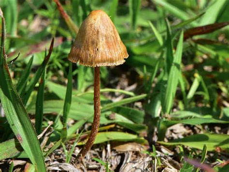 Psilocybe Cubensis Magic Mushroom Identification And Photos
