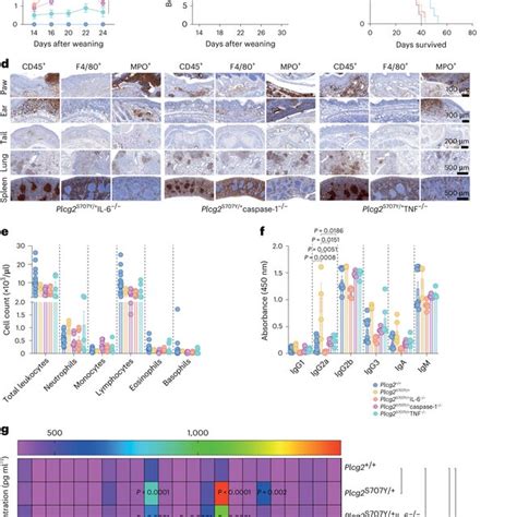 Phenotype Of Mice Encoding An Aplaid Mutation In Plcg2 P Ser707tyr A Download Scientific