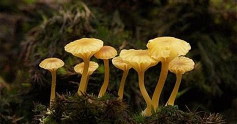 ბიოლოგიის კურსი აბიტურიენტთათვის სოკოები Fungi