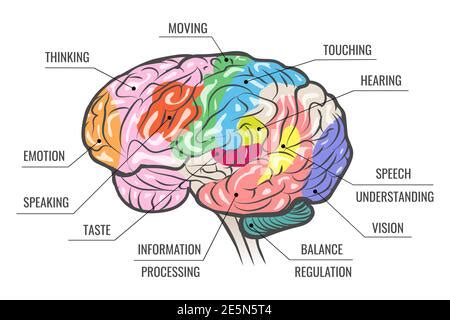 Mind Map Infographic Abstract Brain Thinking Process Scheme Business
