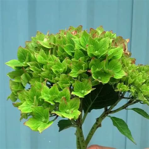 Bulk Hydrangea Flowers Various Colors 40 160 Stems Per Box