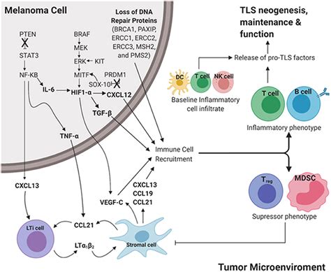 Frontiers Cutaneous Melanoma Mutational Status And Potential Links