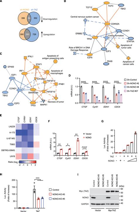 Nono Promotes Taz‐mediated Transcription A Venn Diagrams Showing Download Scientific Diagram