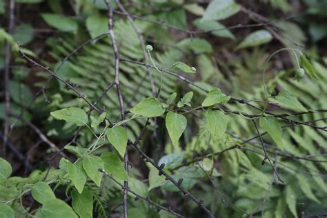 만삼蔓蔘 Codonopsis Pilosula Picturethis
