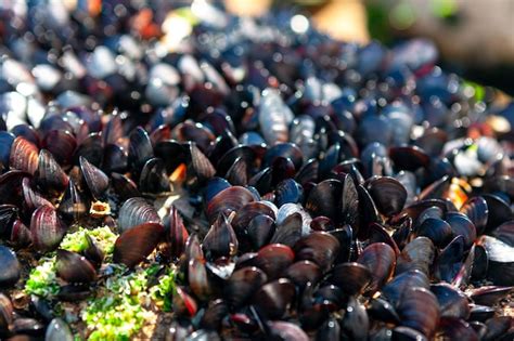 Premium Photo Shellfish Reefs Habitat Mollusc Background