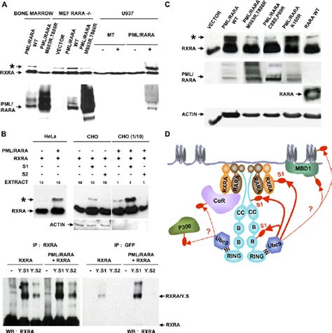 PML RARA Enhances Posttranslational Modifications Of RXRA A