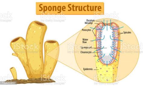 Diagram Showing Structure Of Sponge Stock Illustration Download Image Now Anatomy Biology