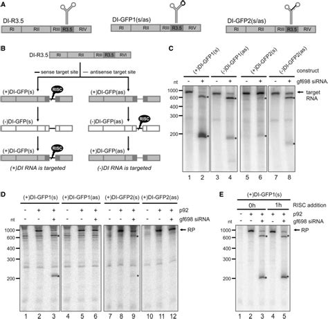 RISC Mediated RNA Silencing Targets Viral RNA A Schematic Download Scientific Diagram