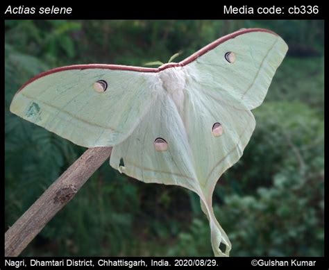 Actias Selene Moths