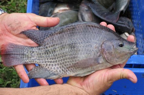 Application Of Ultrasonography For Sex Identification And Reproductive